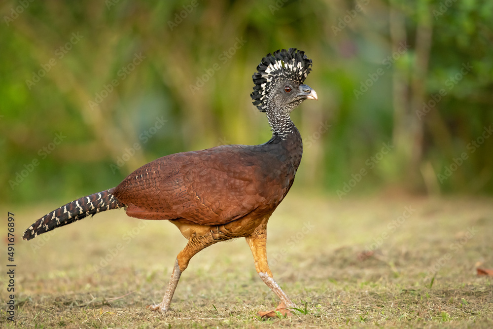 The great curassow (Crax rubra) is a large, pheasant-like bird from the ...