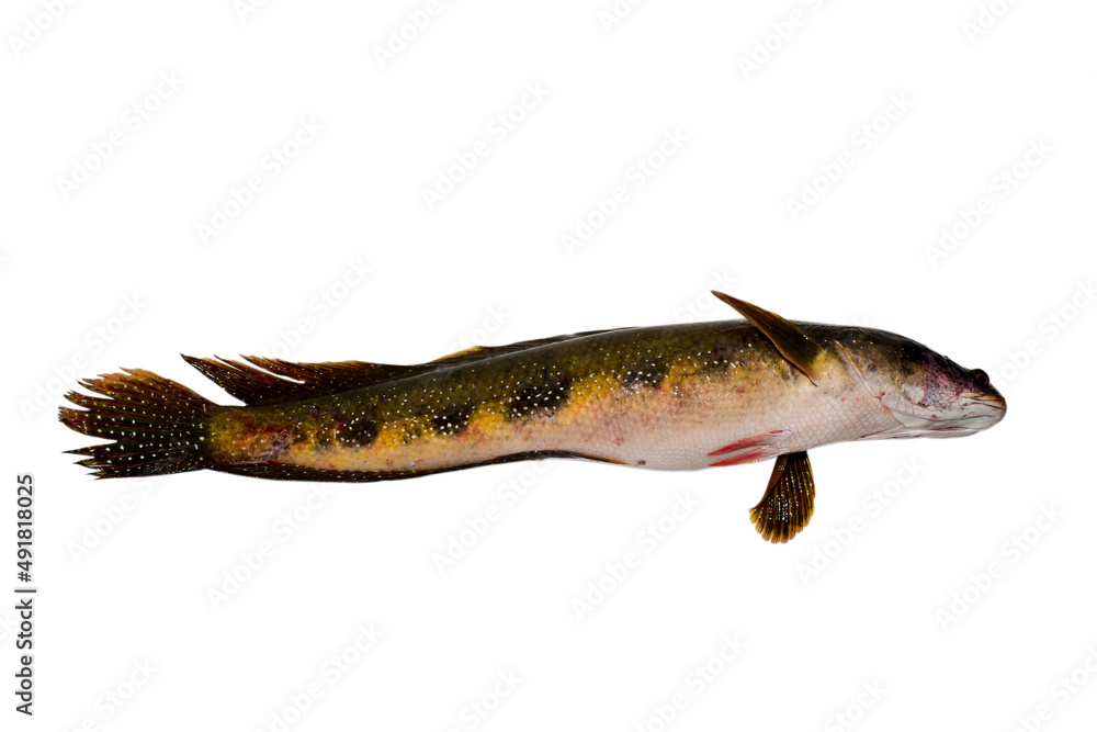 Snakehead fish isolated on white background. Stock Photo | Adobe Stock