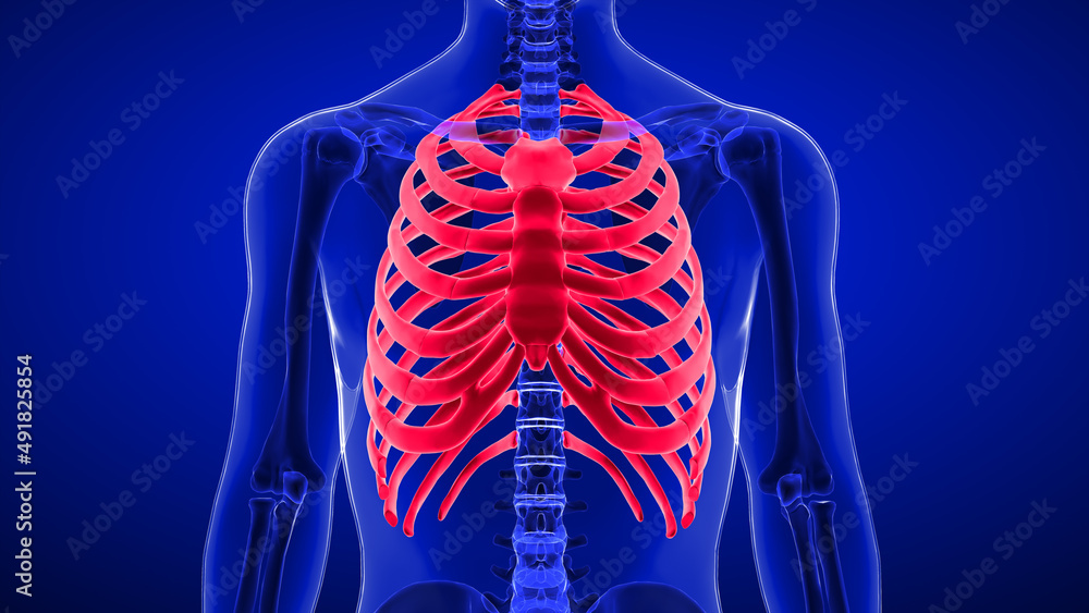 Ilustración de Stock The rib cage, as an enclosure that comprises the ...