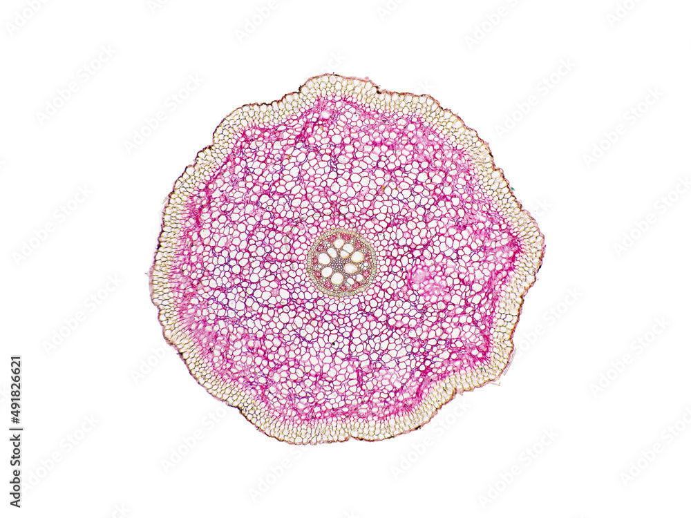 cross section cut slice of plant stem under the microscope ...