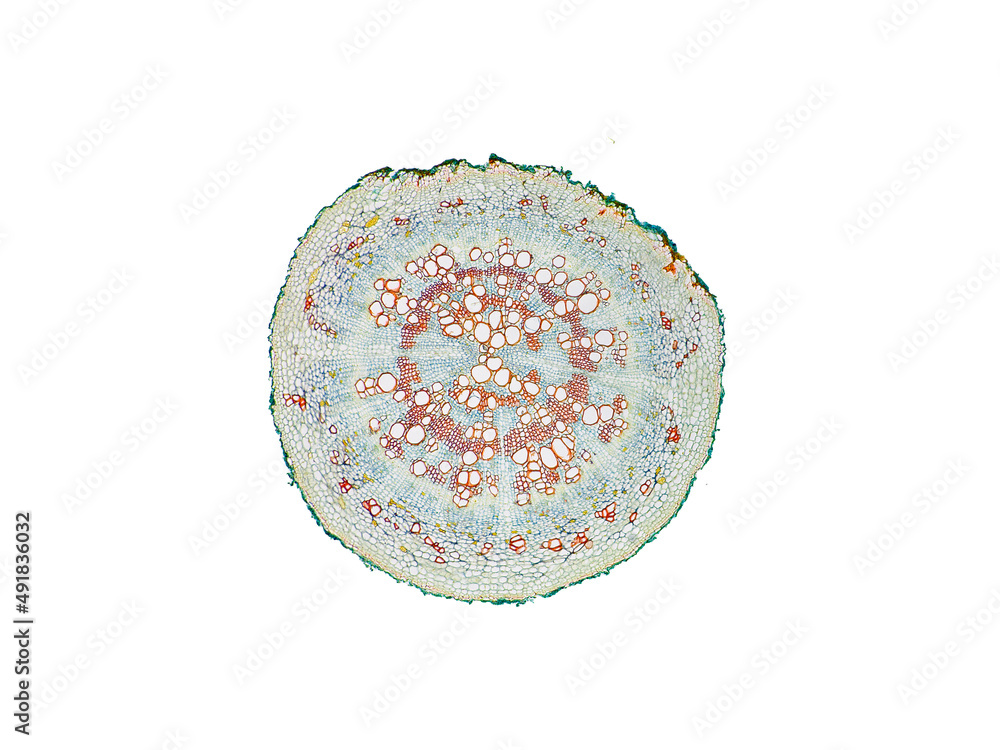 cross section cut slice of plant stem under the microscope ...
