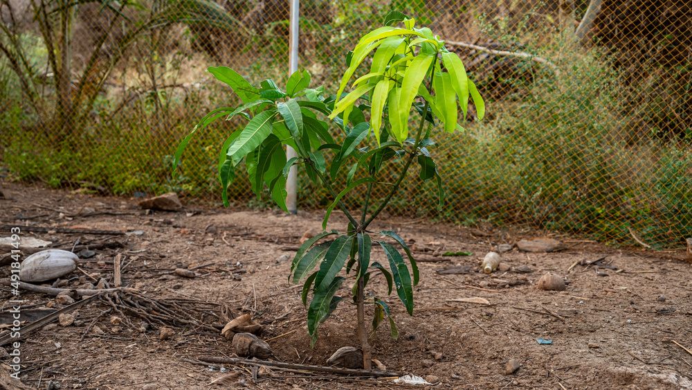 Mangifera indica, commonly known as mango, is a species of flowering ...