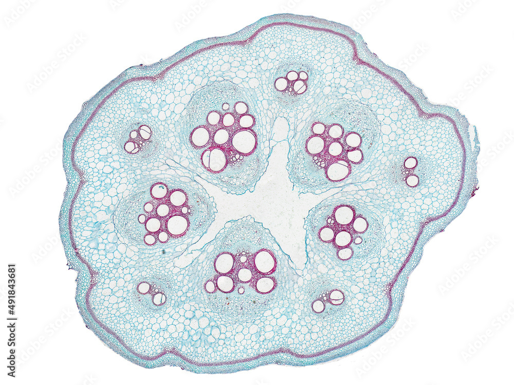 cross section cut slice of plant stem under the microscope ...