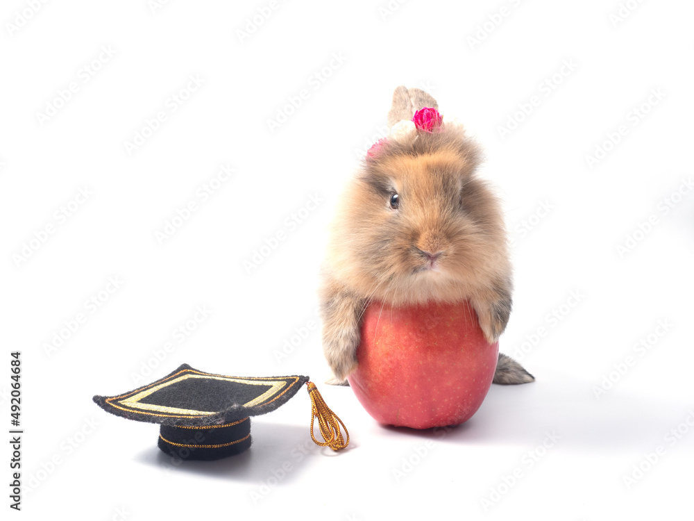 Cute little brown bunny rabbit wearing flower crown standing on big red ...