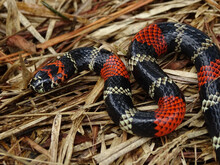 Coral Snake Free Stock Photo - Public Domain Pictures