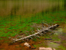 Lone Aspen Tree Free Stock Photo - Public Domain Pictures