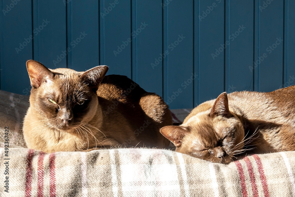 Spring mood. Two chocolate-colored Burmese cats lying down basking in ...