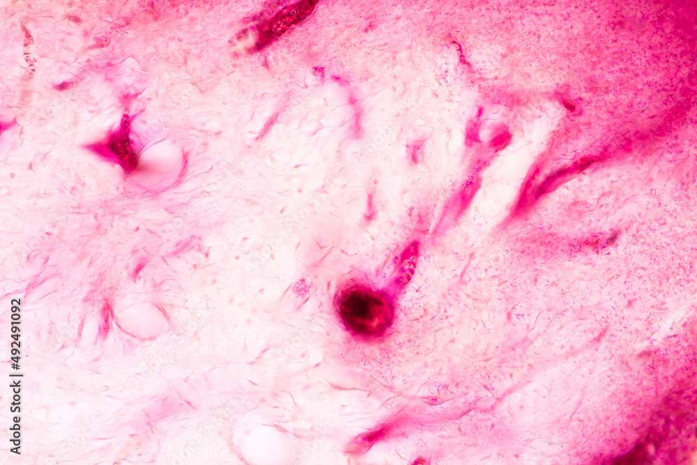 Tooth development from human under microscope view for education. Stock ...