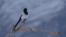 Winter Magpie Bird Free Stock Photo - Public Domain Pictures