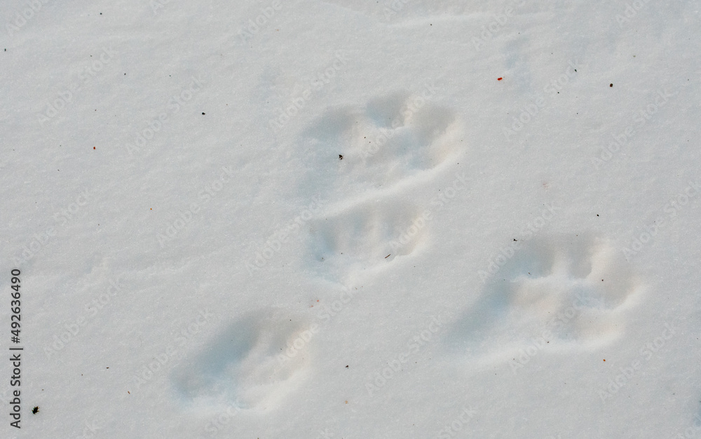 Eastern cottontail rabbit (Sylvilagus floridanus) tracks in snow Stock ...