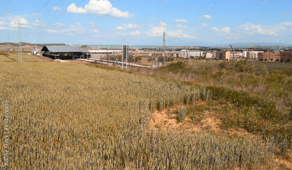 Paisajes de campos de cultivo de trigo. 素材庫相片 | Adobe Stock