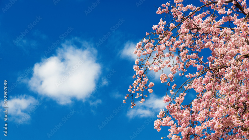 Spring in Japan. The famous sakura cherry tree pink blossom against ...