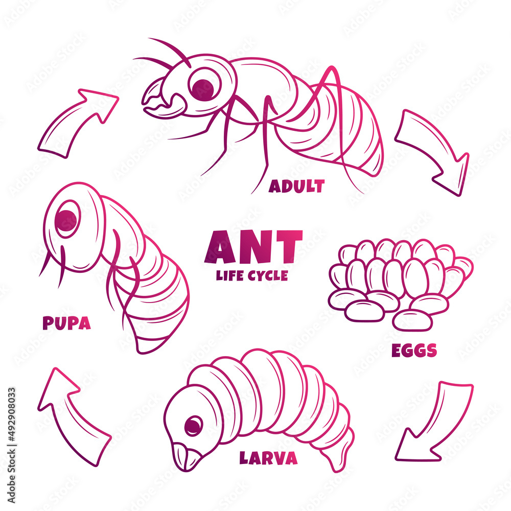 Ant Life Cycle Illustration with hand drawn gradient outline style ...