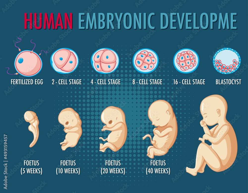 Human embryonic development infographic Stock Vector | Adobe Stock