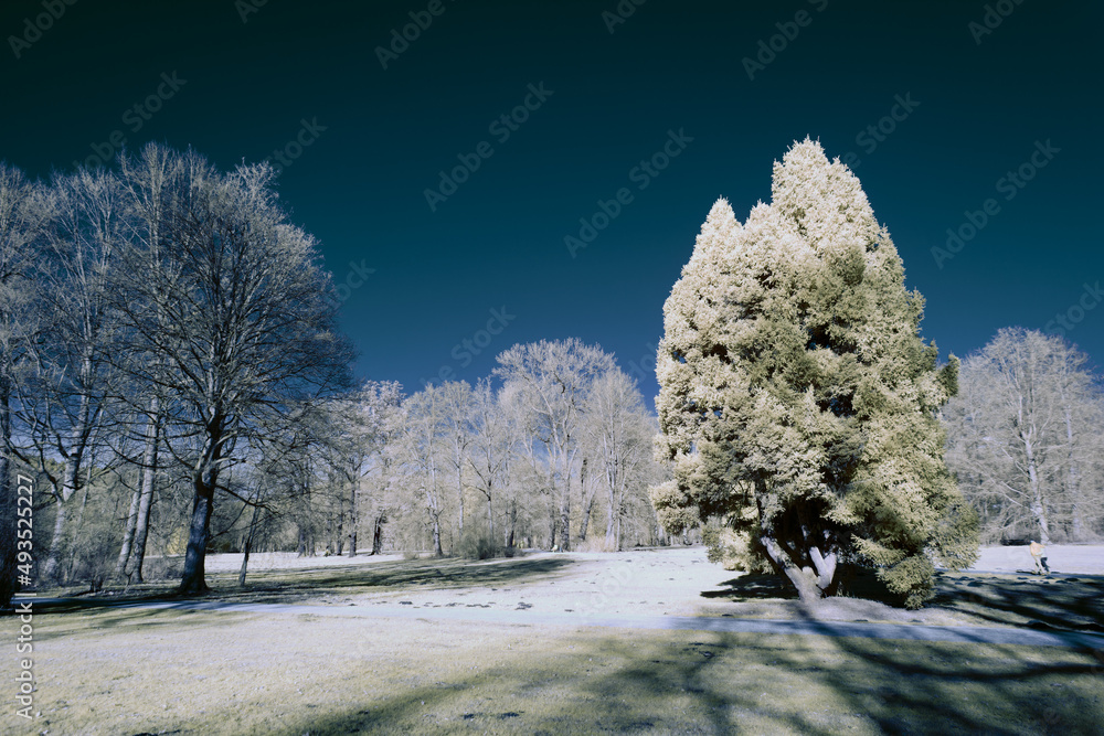 infrared photography - surreal ir photo of landscape with trees under ...