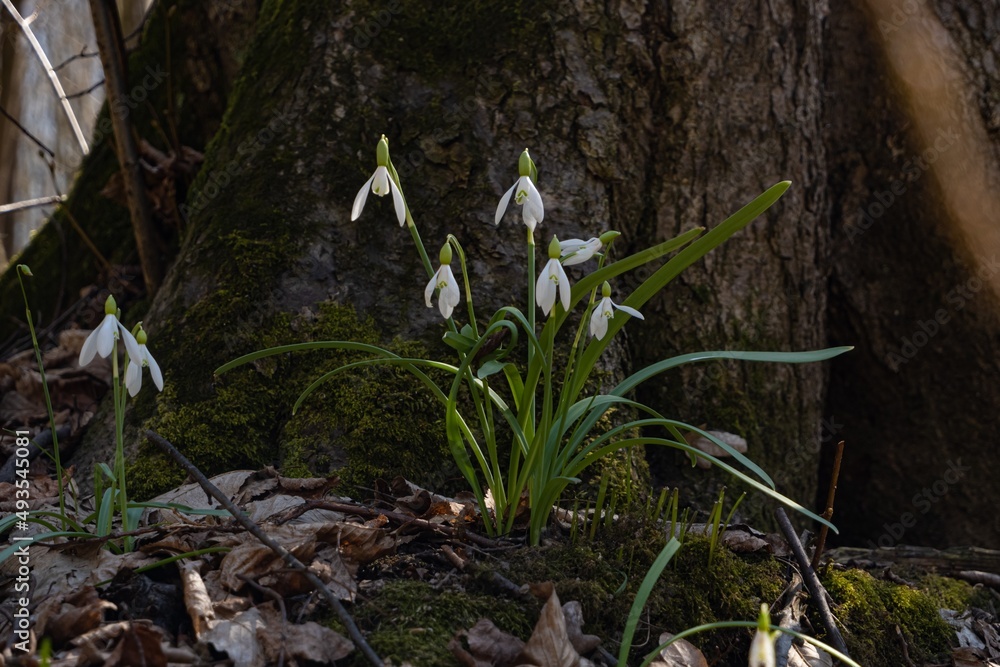 common snowdrop bush grows between tree roots, moss on trunks, leaves ...