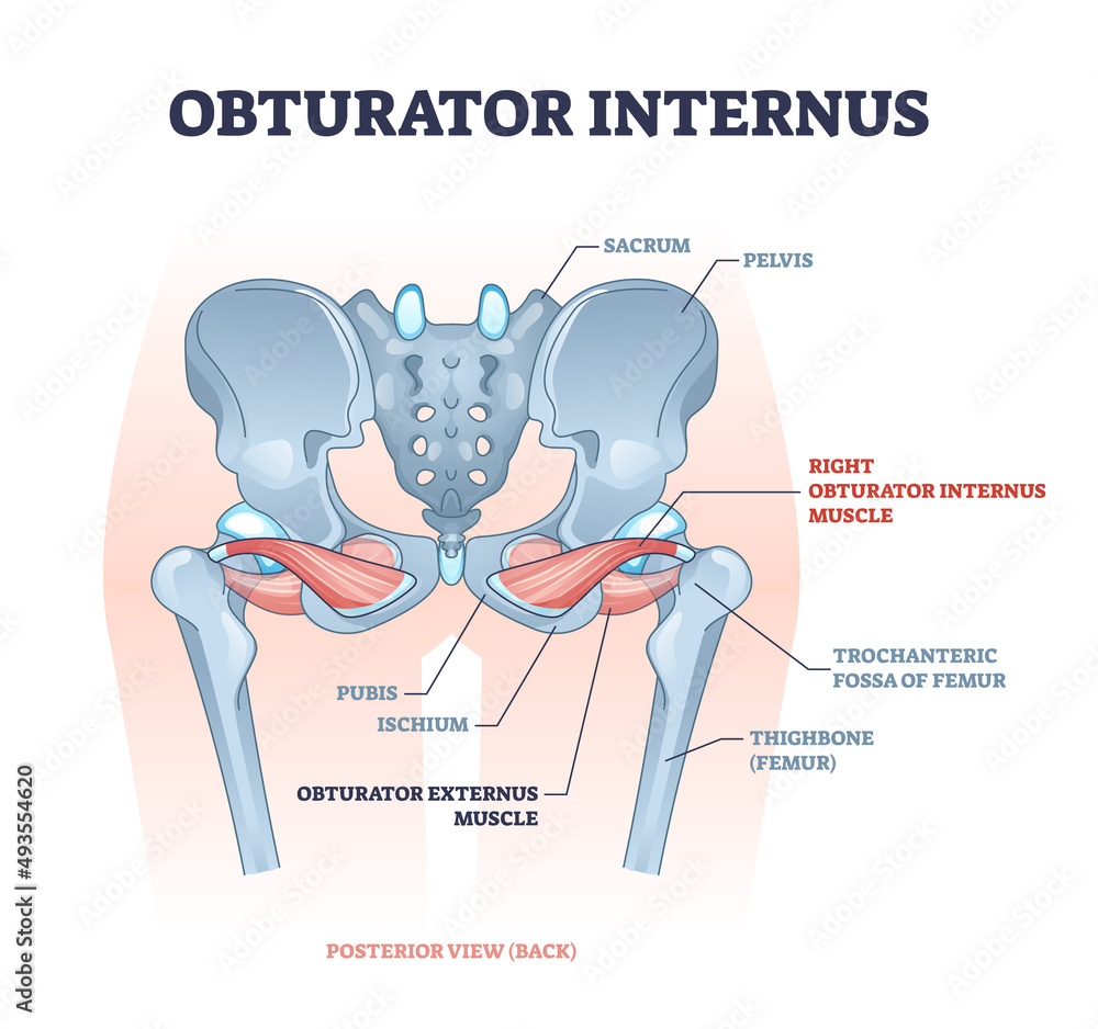 Obturator internus muscle with externus location near pelvis bone outline diagram. Labeled ...