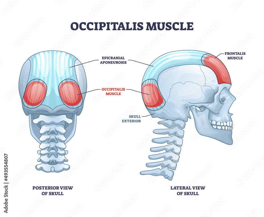 Back Of Skull Anatomy Muscles