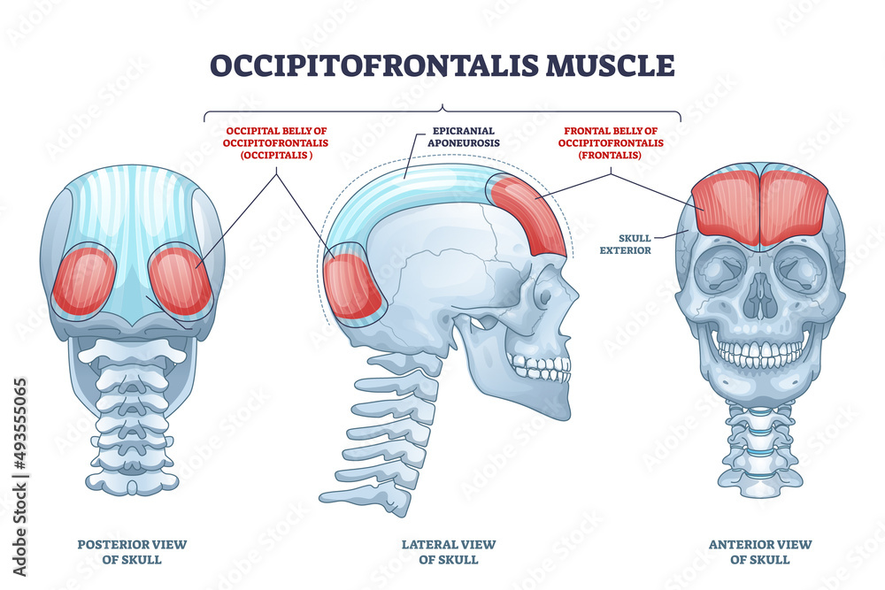 Occipitofrontalis muscle as human skull muscular system outline diagram ...