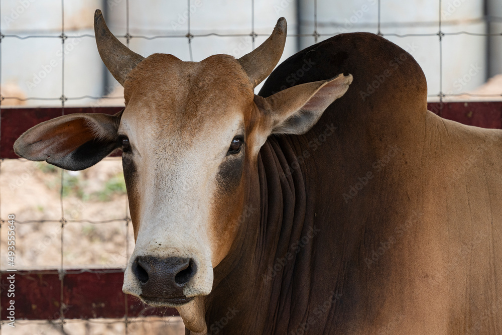 Foto de Stock Red Sindhi cattle are the most popular of all dairy zebu ...