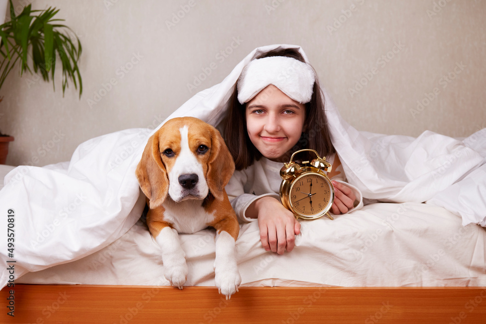 A cute teenage girl with her dog beagle is lying in bed under a blanket ...