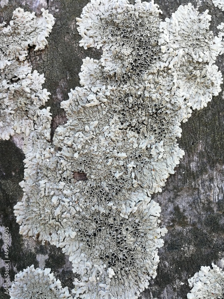 Textura de hongos - Textura de árbol - fungus texture on tree - grunge ...