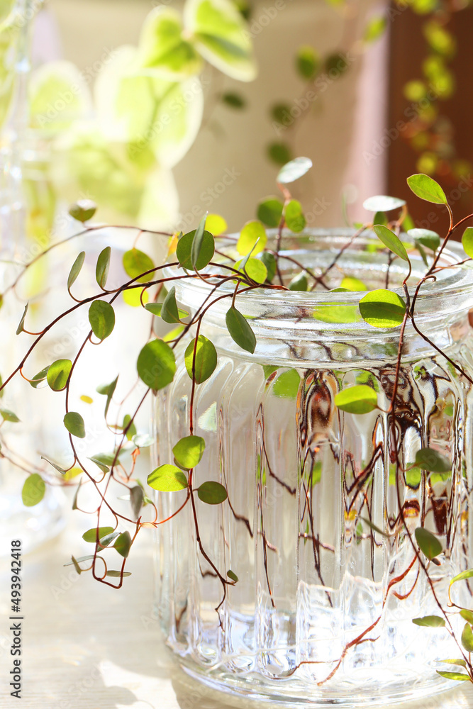 I am waiting for the Creeping Wire Vine Plants roots to emerge in the ...