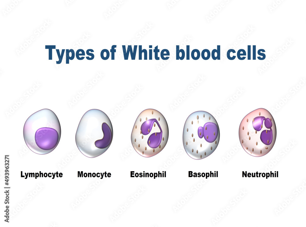 White blood cells types, Leukocytes. Vector illustration including ...