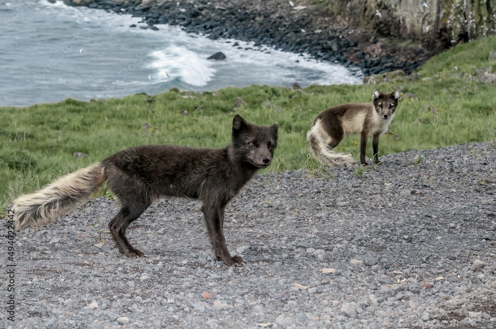 Pribilof Islands Arctic Fox (Alopex lagopus pribilofensis) at St ...