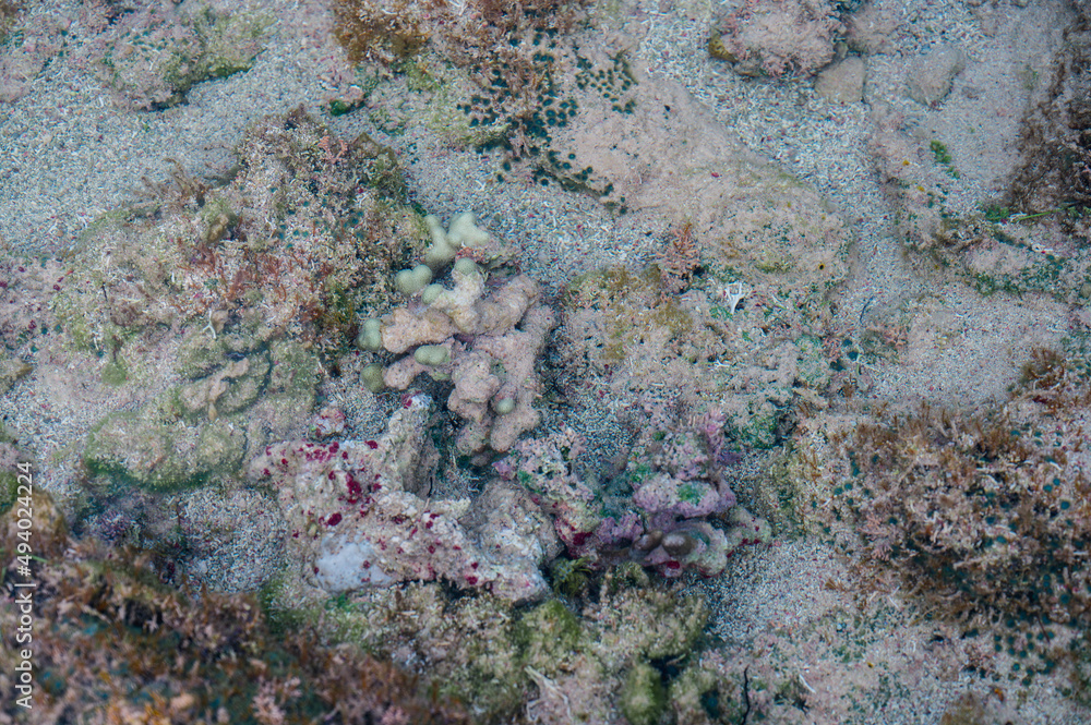 Young reefs of bottom atlantic ocean in Dominican Republic Stock Photo ...