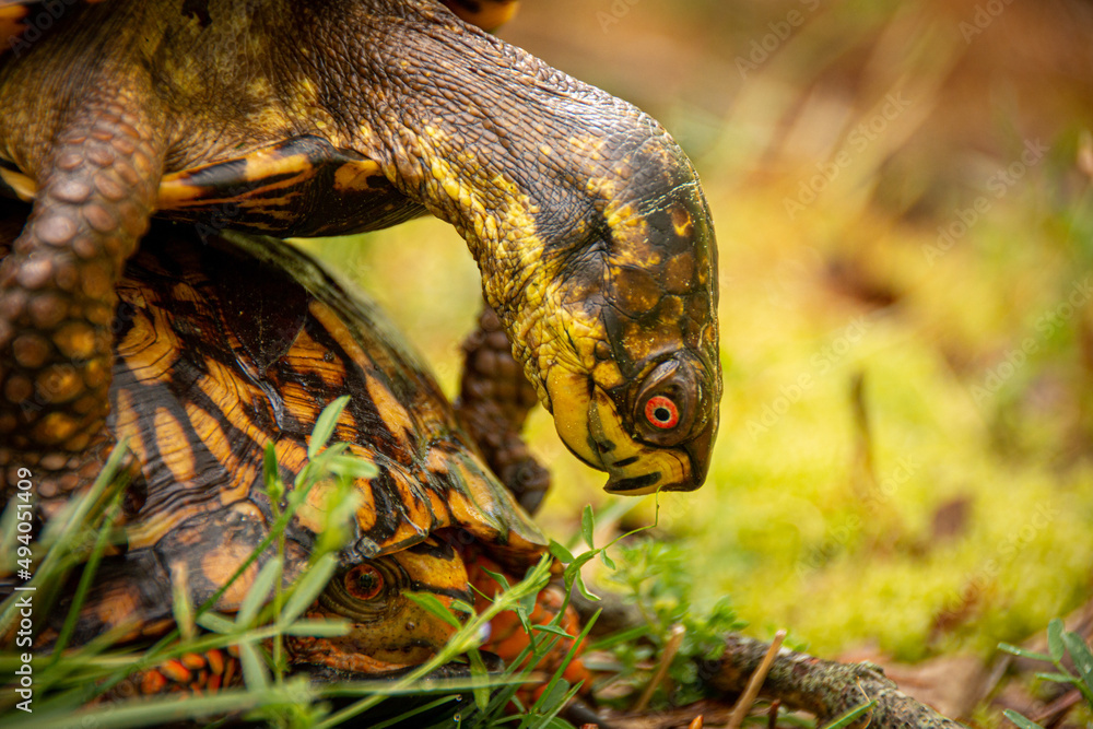 Box turtles mating in a field Stock Photo | Adobe Stock