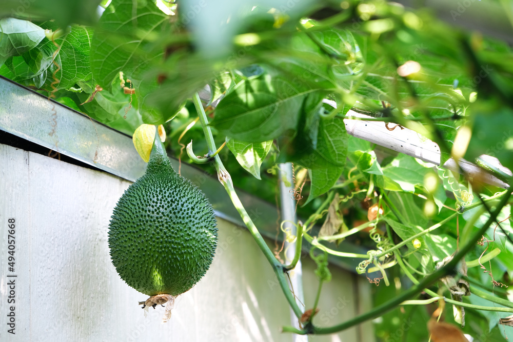 Cochinchin Gourd Gac, Momordica Cochinchinensis fruit on vine Stock ...