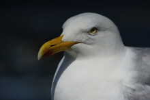 Seagull Face Free Stock Photo - Public Domain Pictures