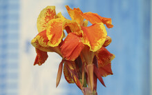 Blue Canna Flower Free Stock Photo - Public Domain Pictures