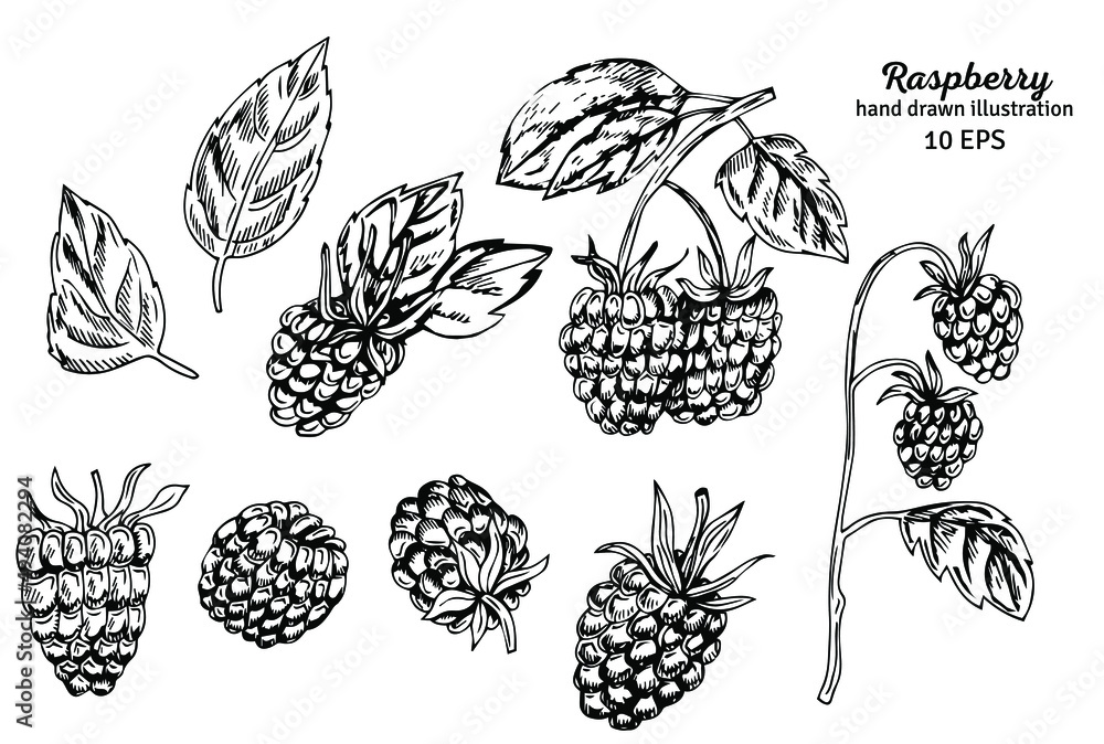 Raspberry vector drawing. Isolated berry branch sketch on white ...