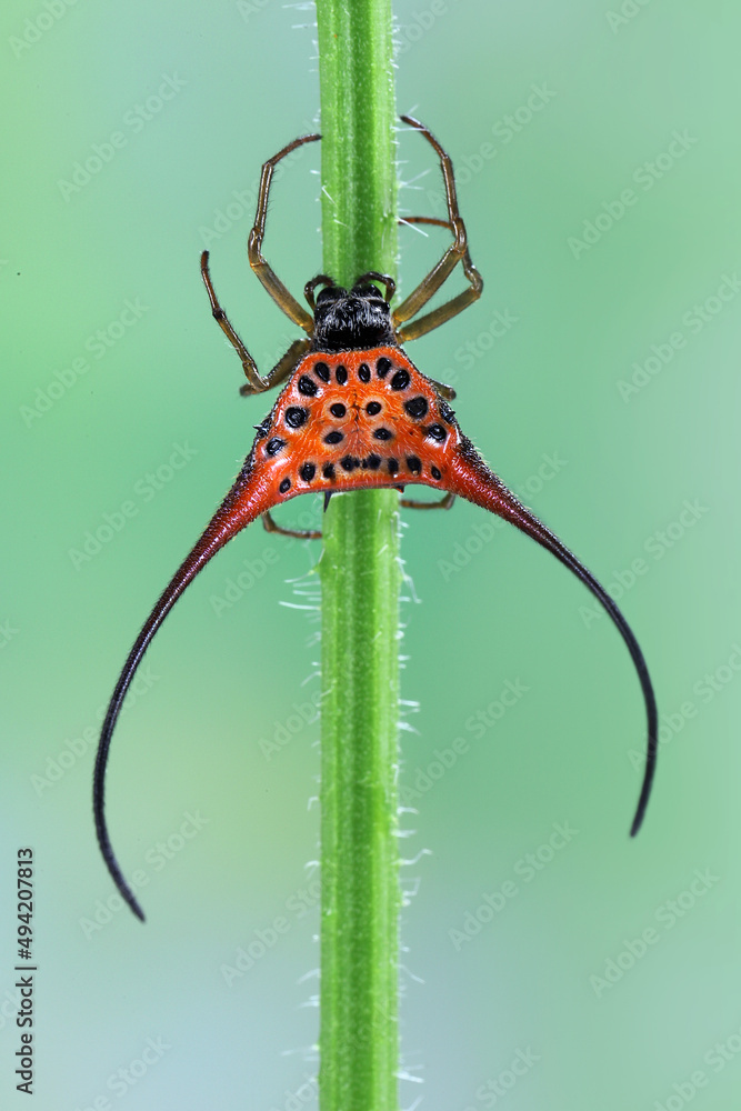 Buffalo Horn Spider (Macracantha arcuata) origin Indonesia is a rare ...