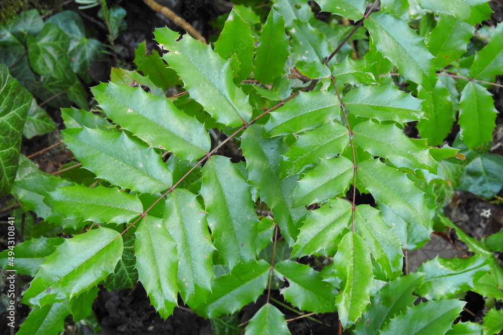Holly Leaved Barberry, mahonia aquifolium, growing wild in the Pacific ...