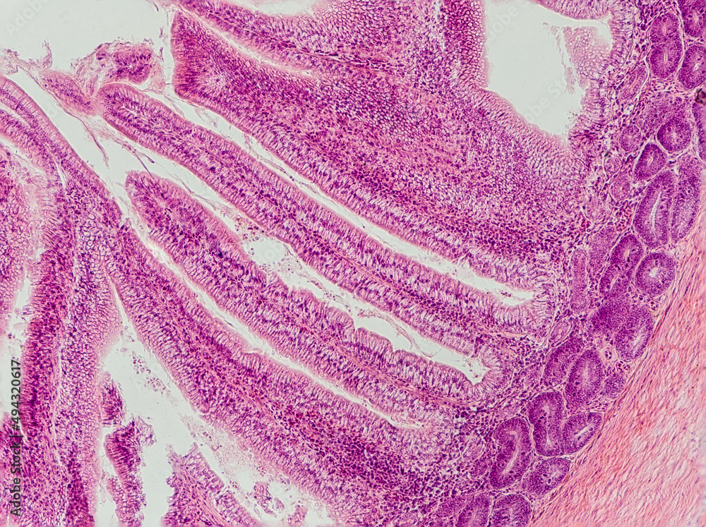Fotografie blackbird small intestine cross section under the microscope ...
