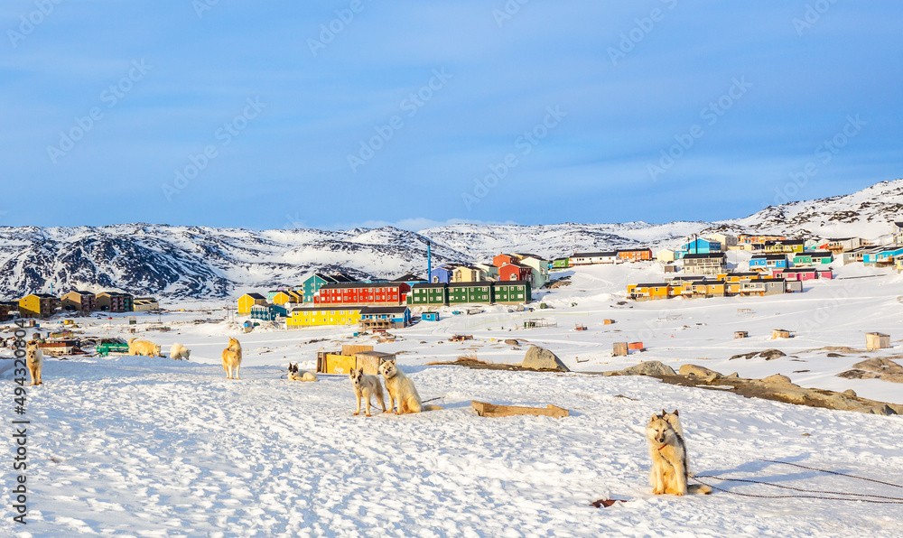 Sledding dogs and Inuit houses on the rocky hills covered in snow ...