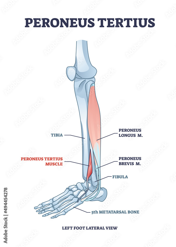 Peroneus tertius leg muscle with longus and brevis location outline ...