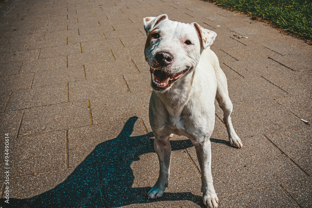 Closeup of a white American pit bull terrier with a brown spot on an ...