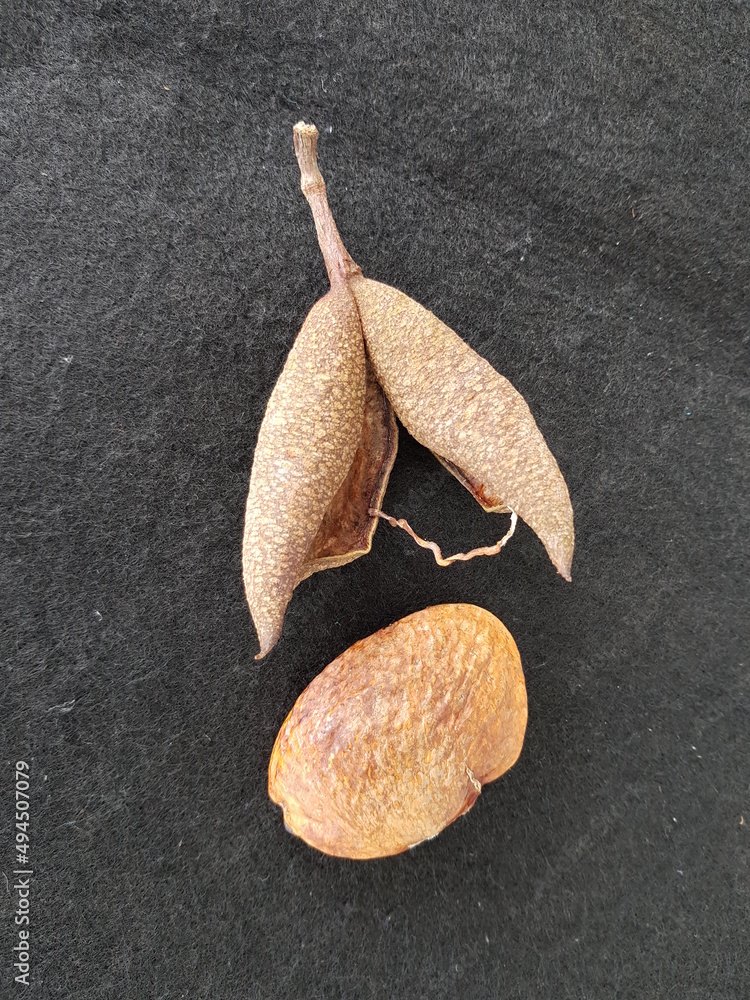 Foto de Stock Tonka beans, Dipteryx odorata (commonly known as "cumaru ...