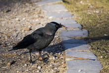 Crow With Nesting Material Free Stock Photo - Public Domain Pictures