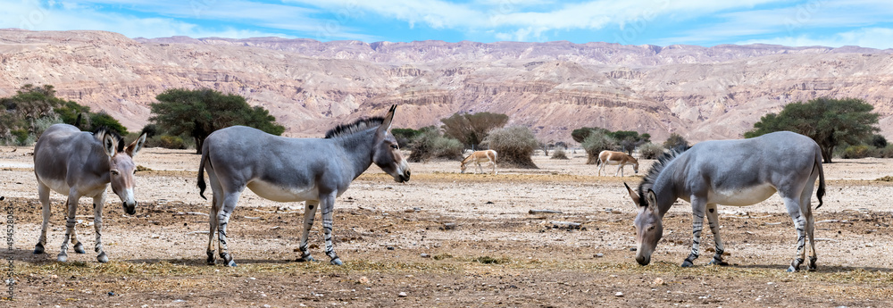 Somali wild donkey (Equus africanus) in nature reserve of the Middle ...
