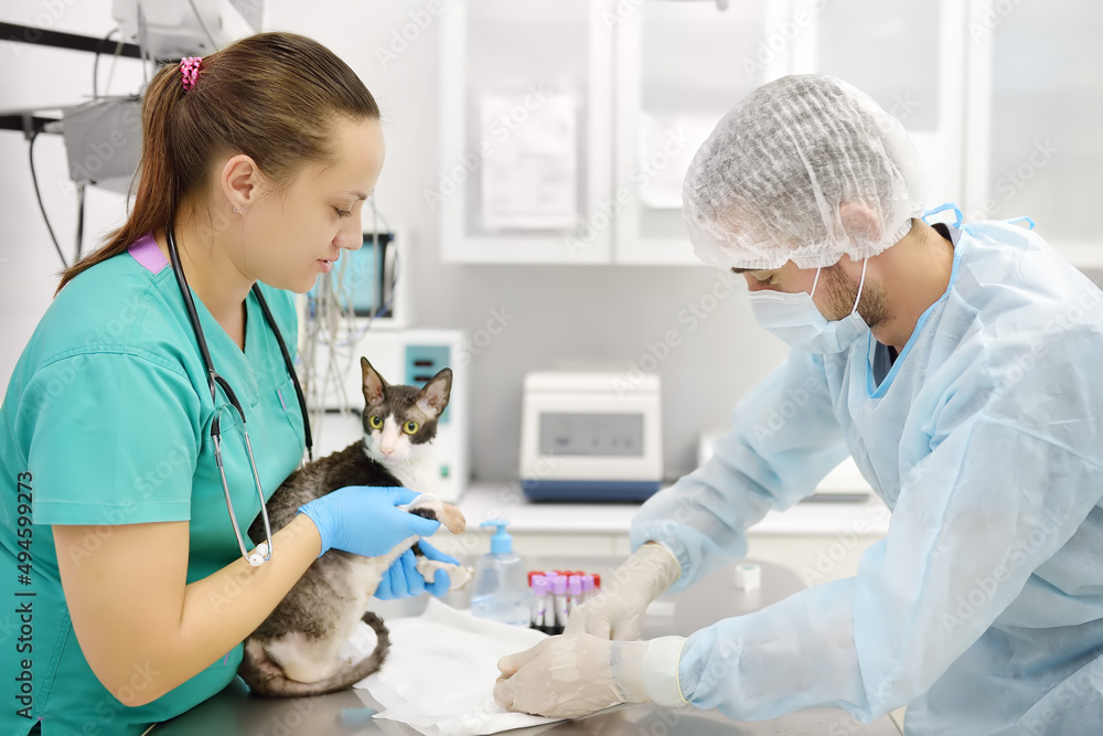 Veterinarian doctors take a blood for test of cat of the breed Cornish ...