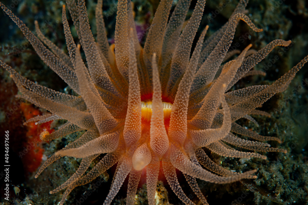 A large Cup coral, Tubastrea sp., uses it's long tentacles to capture ...