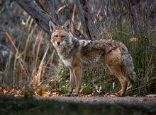 Coyote Free Stock Photo - Public Domain Pictures