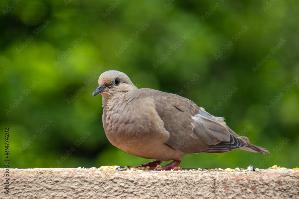Columbidae - Columba livia - pomba - pássaro Stock Photo | Adobe Stock