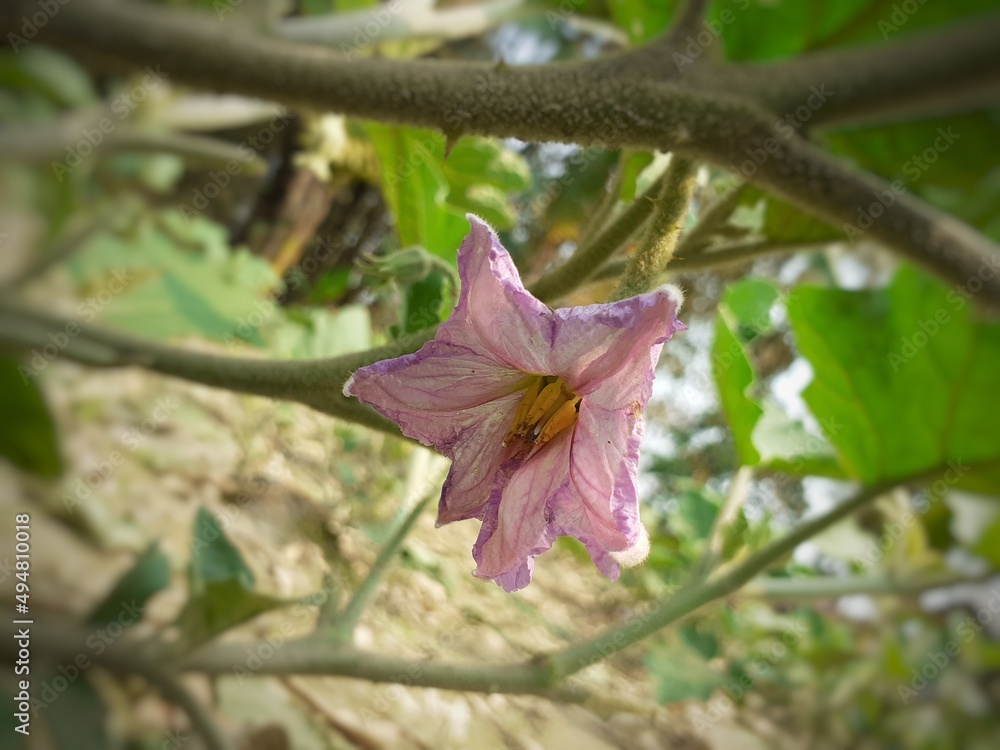 Purple color Brinjal or eggplant or aubergine flower on the plant ...