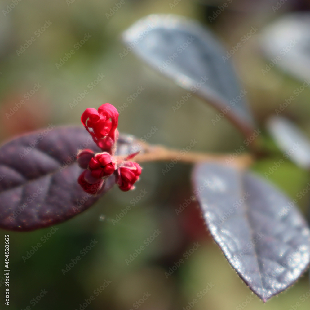 Pink Loropetalum japonica blossoms. Loropetalum bush in bloom on ...